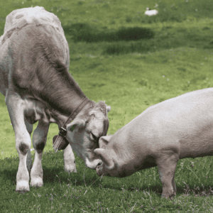 Beef Tallow vs Lard: Which Traditional Cooking Fat Is Healthier and ...