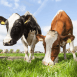 Health Benefits of Steak: 13 Surprising Reasons to Indulge